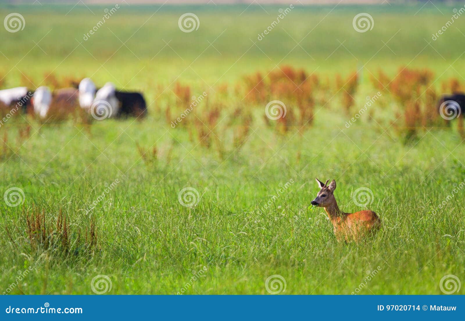Roe buck and cattle stock photo. Image of farming, field - 97020714