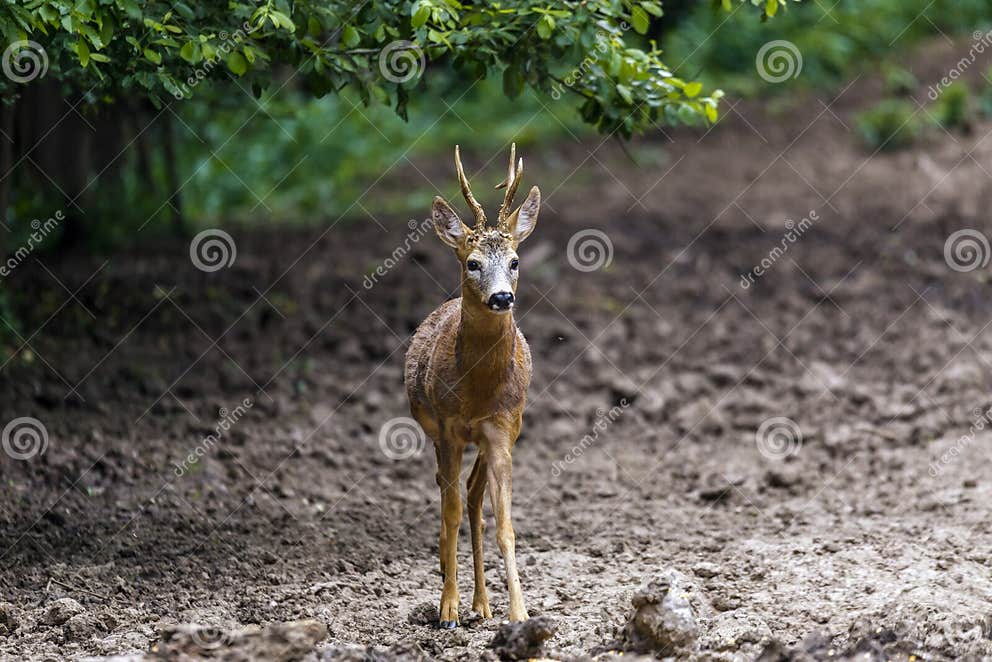 Roe Buck by the Edge of the Forest Stock Image - Image of woodland ...