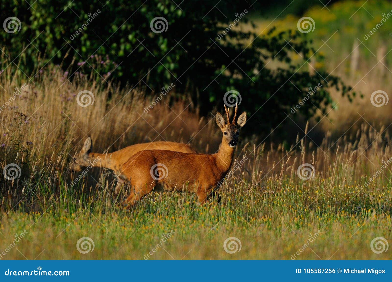 Roe Buck with Female in Summer Stock Photo - Image of cute, head: 105587256