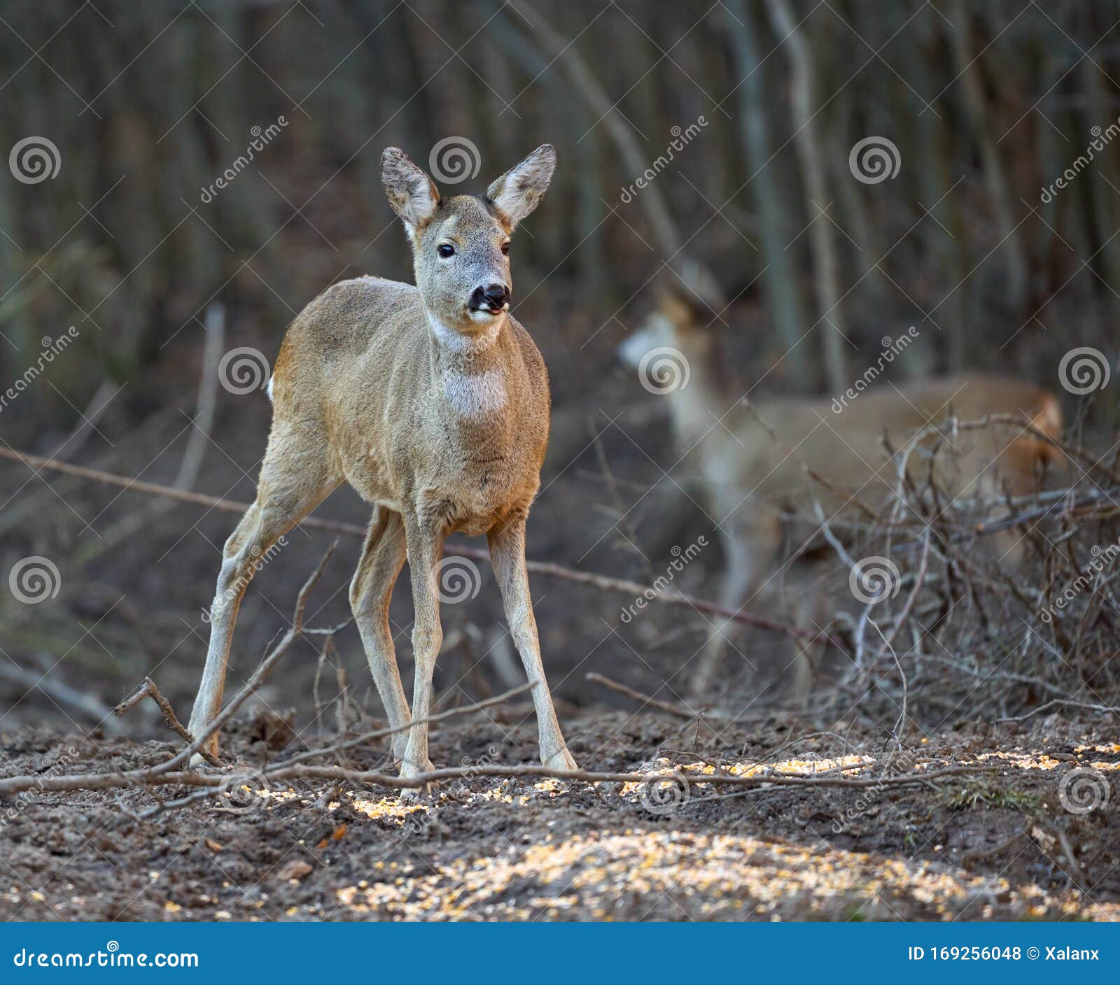 Roe buck in the forest stock photo. Image of brown, wild - 169256048