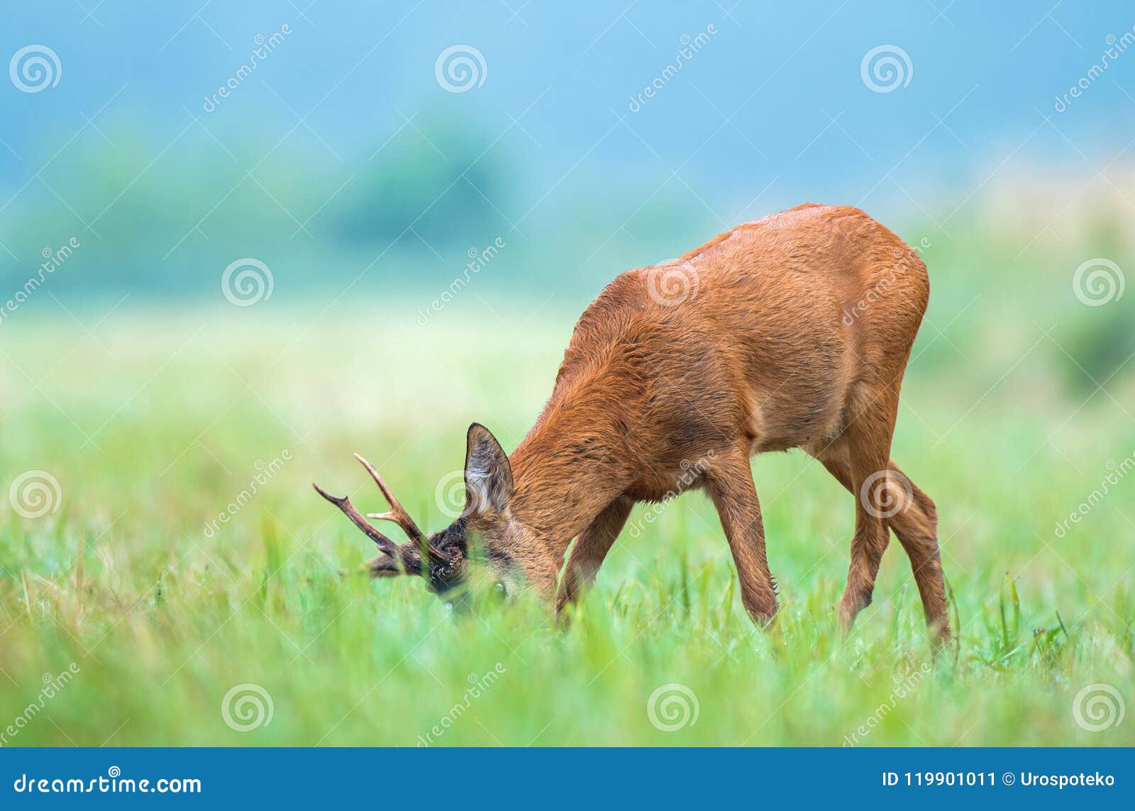 Roe Buck Grazing in a Field Stock Image - Image of grazing, capreolus ...