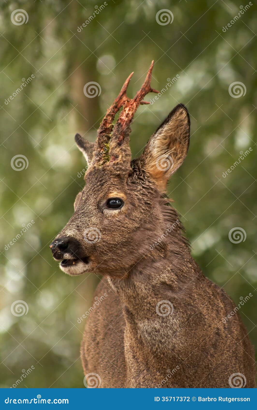 Roe buck stock photo. Image of head, roes, bucks, rubbed - 35717372