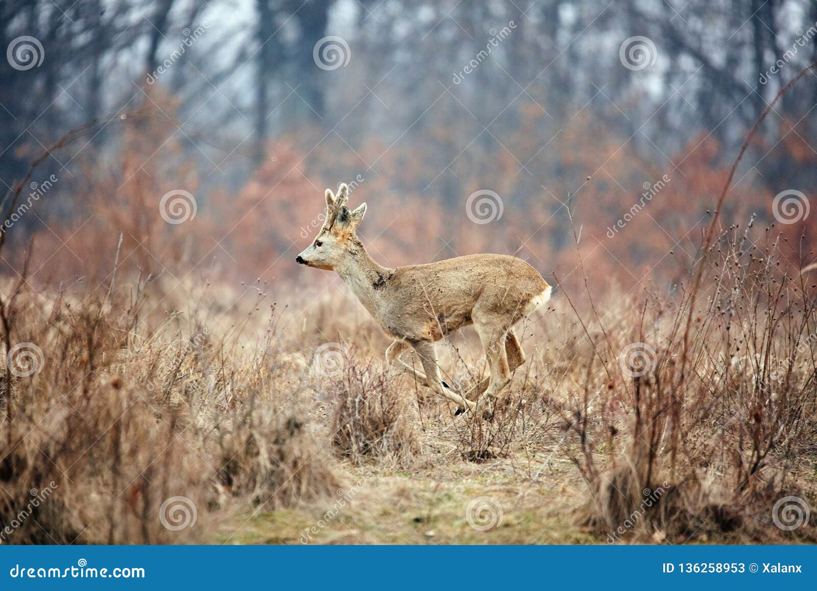 Roe buck running stock image. Image of roebuck, running - 136258953