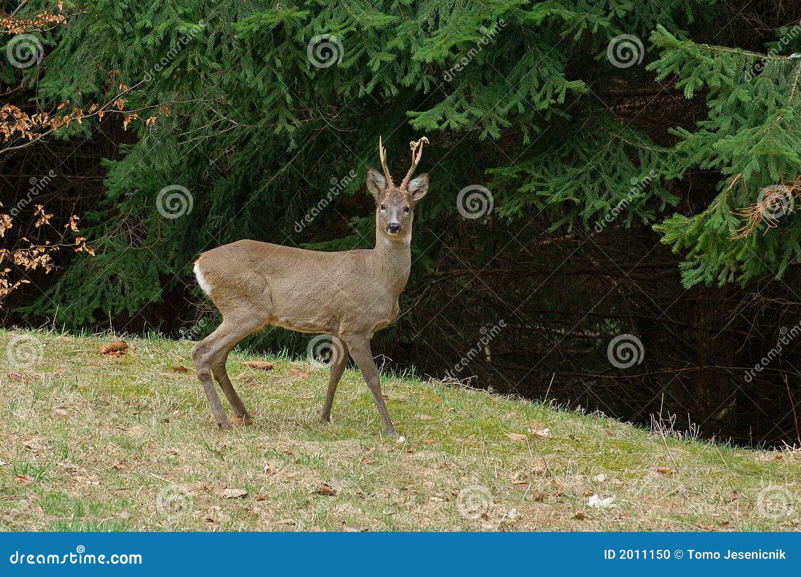 Roe buck in spring evening stock photo. Image of hunt - 2011150