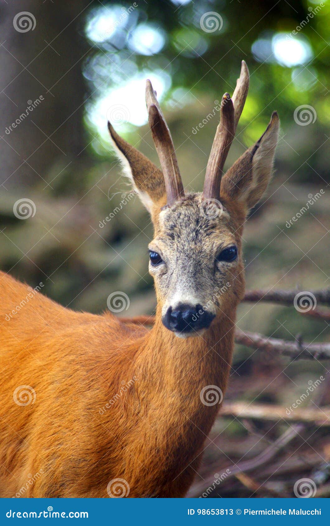 Roe Capreolus capreolus stock image. Image of natural - 98653813