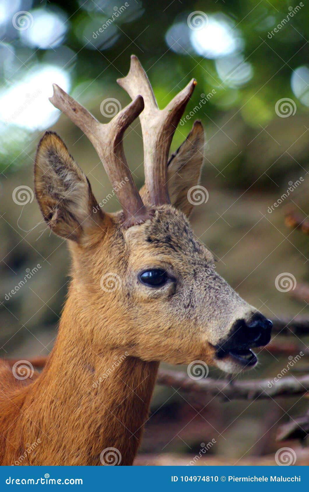 Roe Capreolus capreolus stock photo. Image of fleeing - 104974810