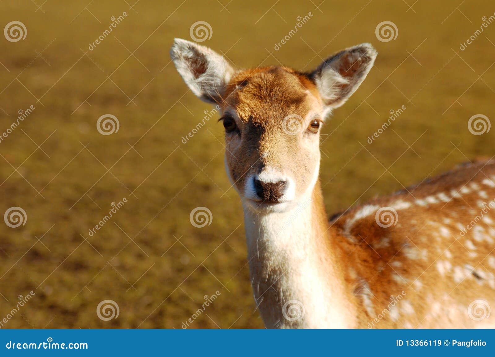 Roe dear stock image. Image of head, help, helpless, countryside - 13366119