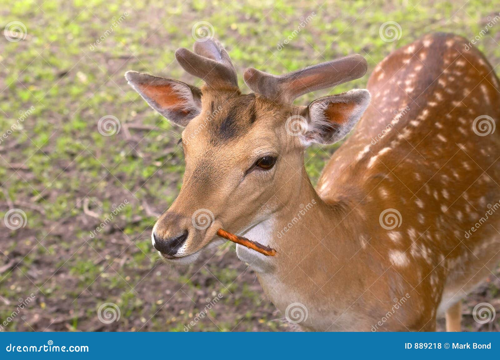 Roe Dear stock photo. Image of head, rural, white, eyes - 889218