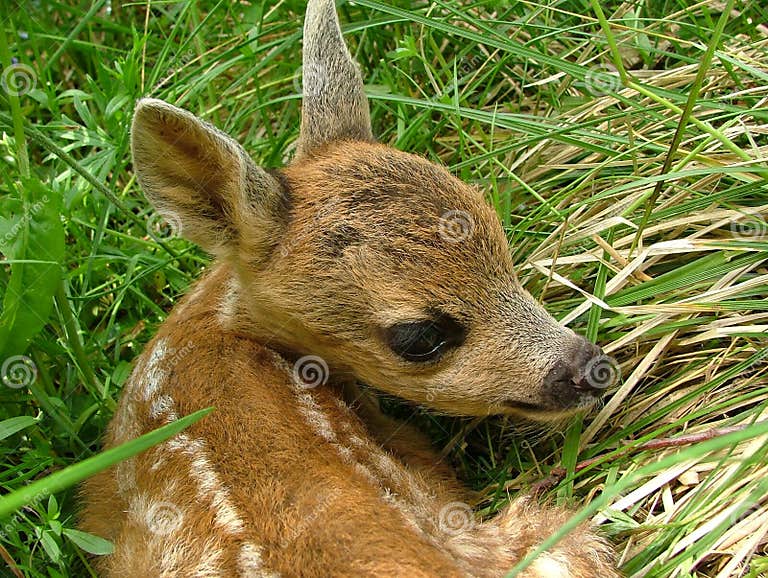 Roe deer stock image. Image of summer, creature, neater - 1080437