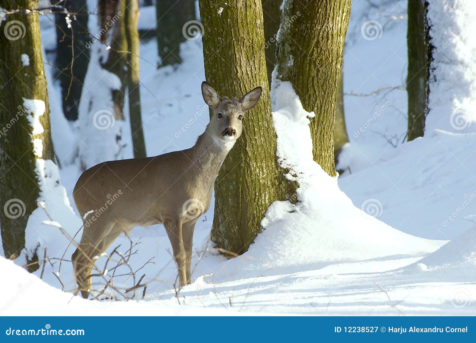 Roe Deer stock image. Image of snow, deer, attention - 12238527