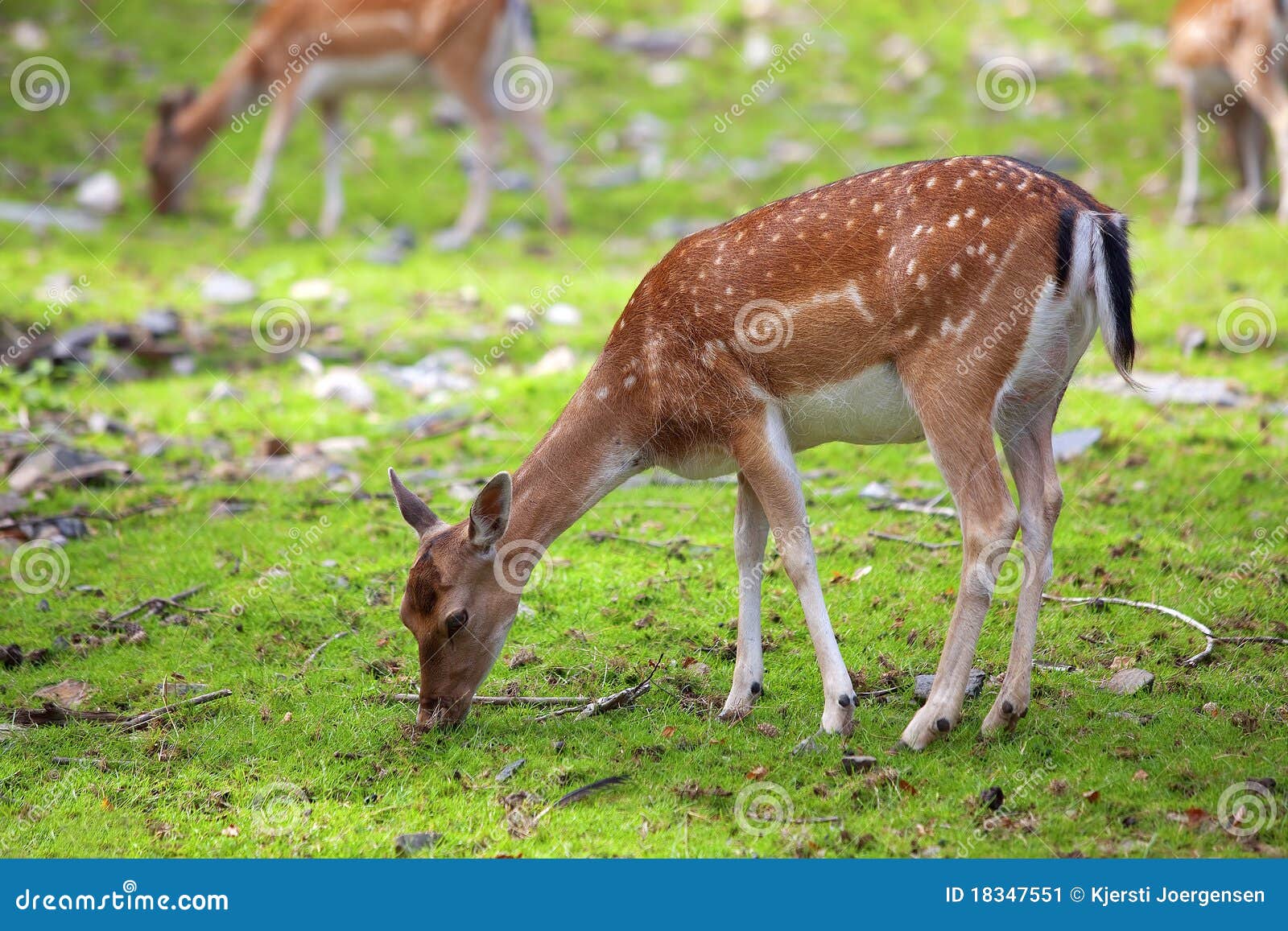 Roe deer stock image. Image of fawn, nature, park, white - 18347551