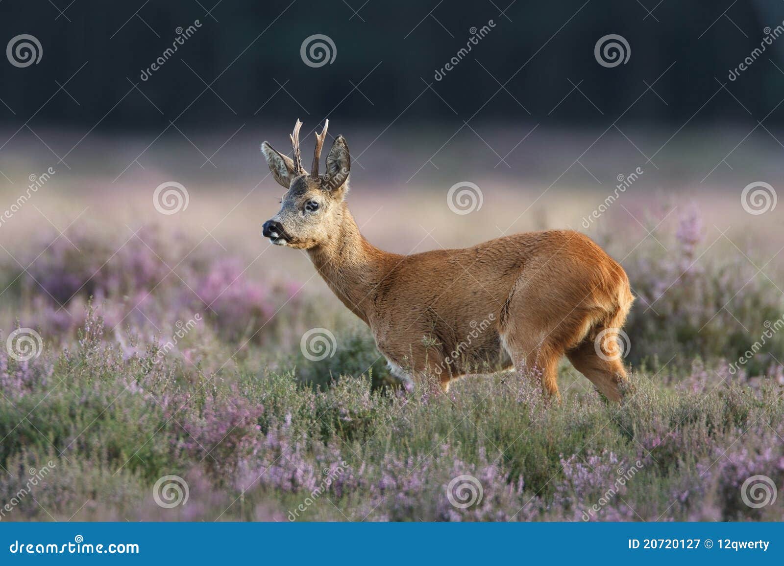 Roe deer stock image. Image of grass, nature, reserves - 20720127