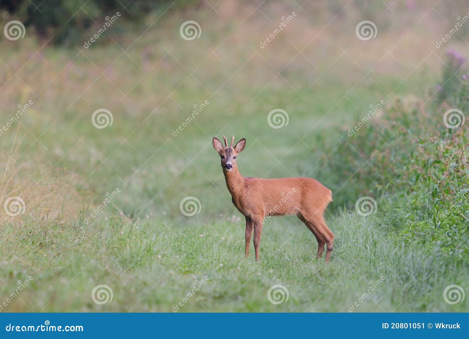 Roe deer stock image. Image of hunt, wildlife, capreolinae - 20801051