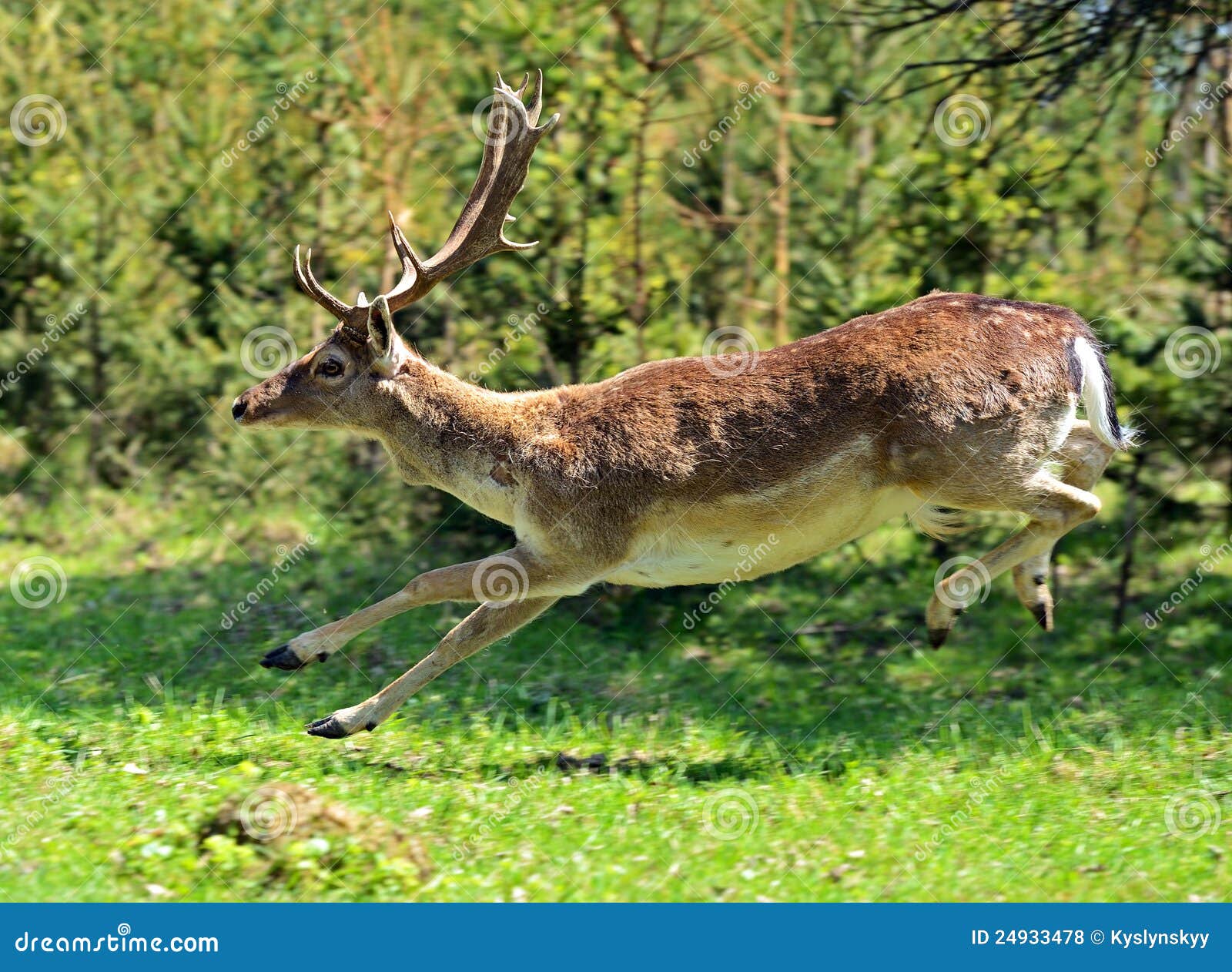 Roe deer stock photo. Image of fall, feeding, large, fearful - 24933478