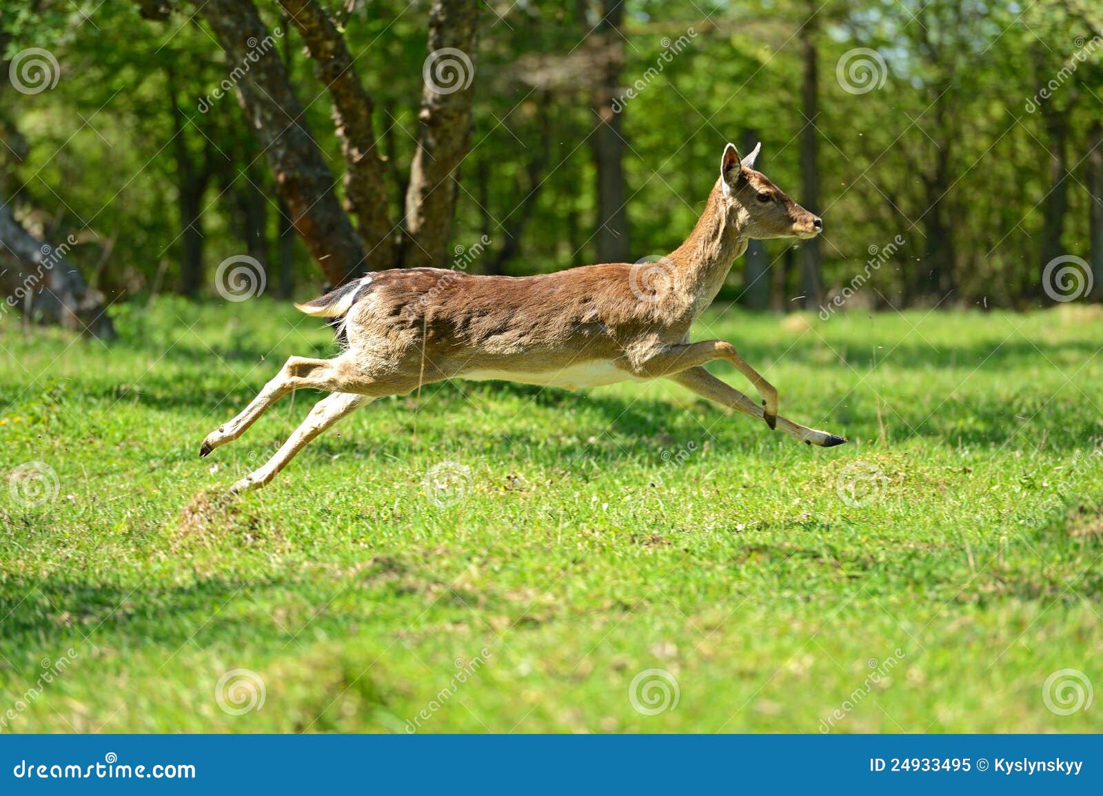 Roe deer stock image. Image of beasts, fall, countryside - 24933495
