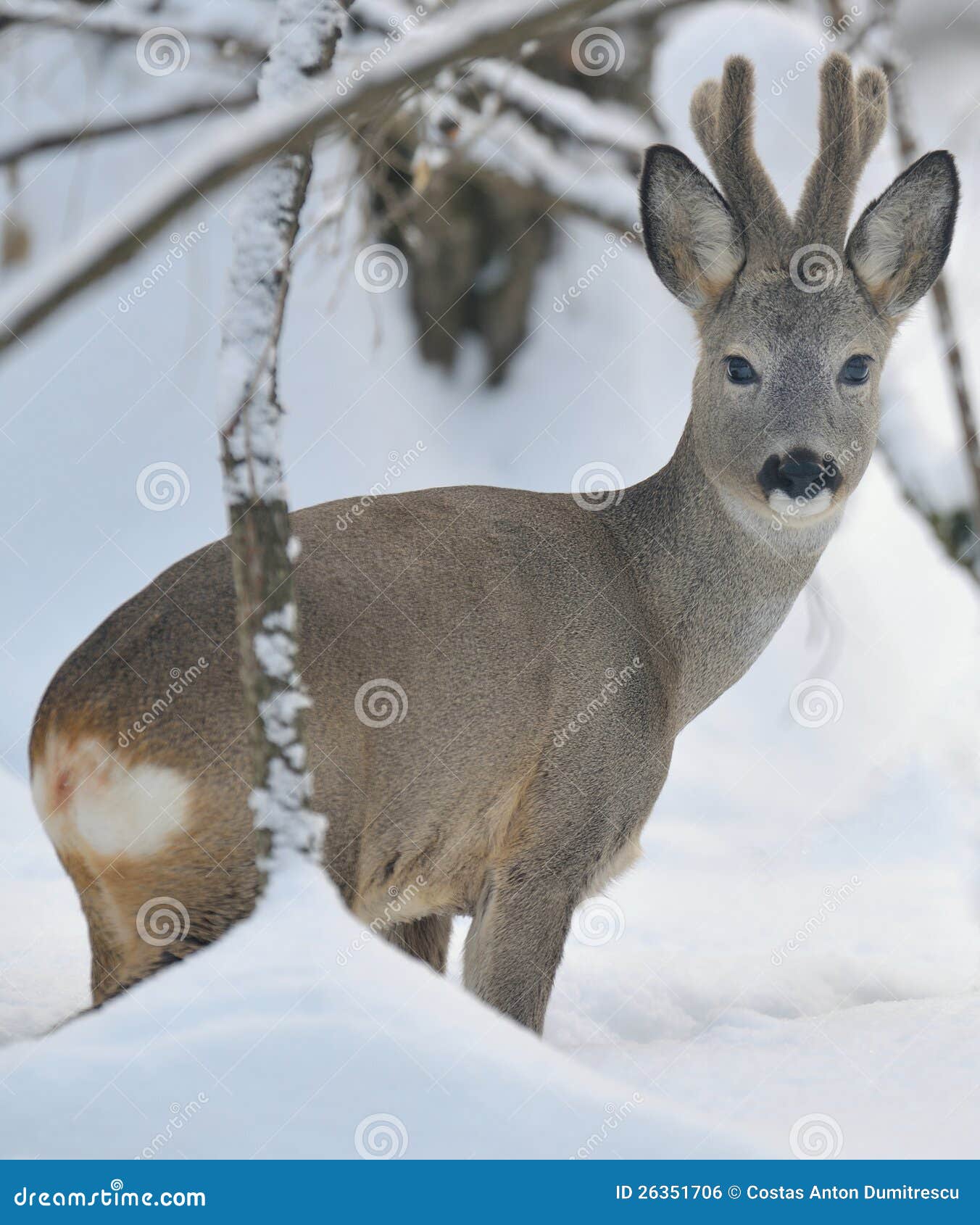 Roe deer stock photo. Image of animal, herbivore, wild - 26351706