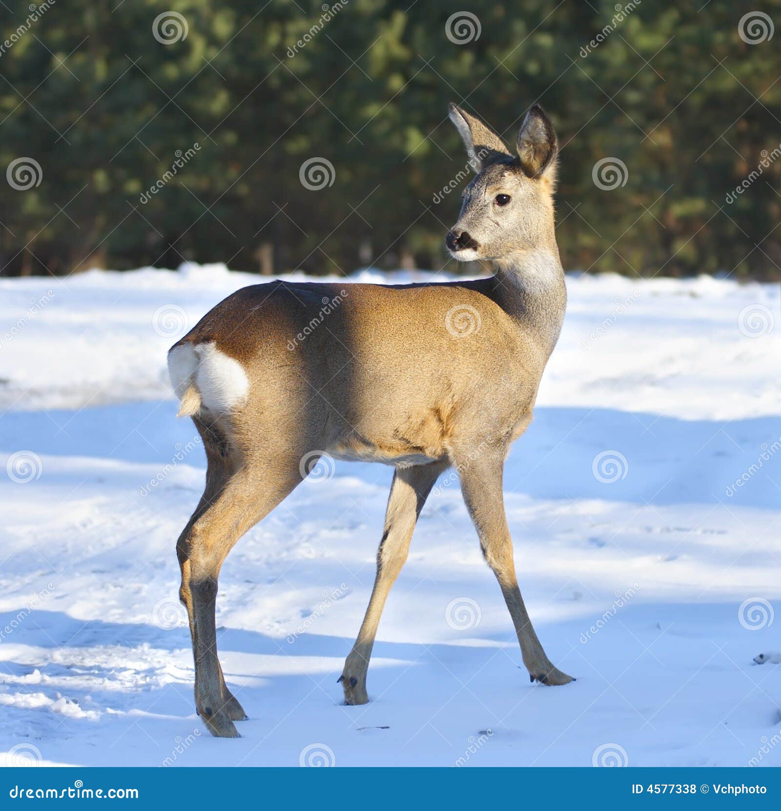 Roe deer stock photo. Image of hair, head, nature, white - 4577338