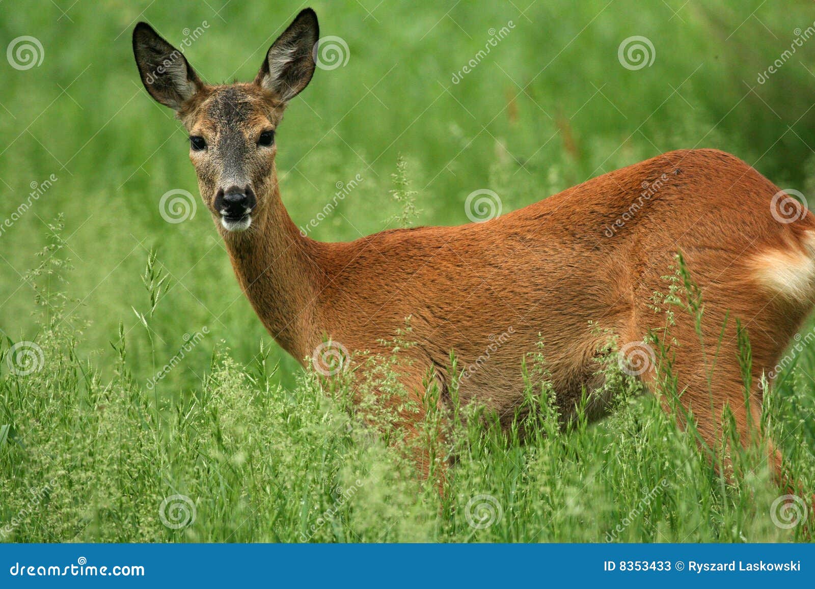 Roe deer stock image. Image of mammal, ruminant, animals - 8353433