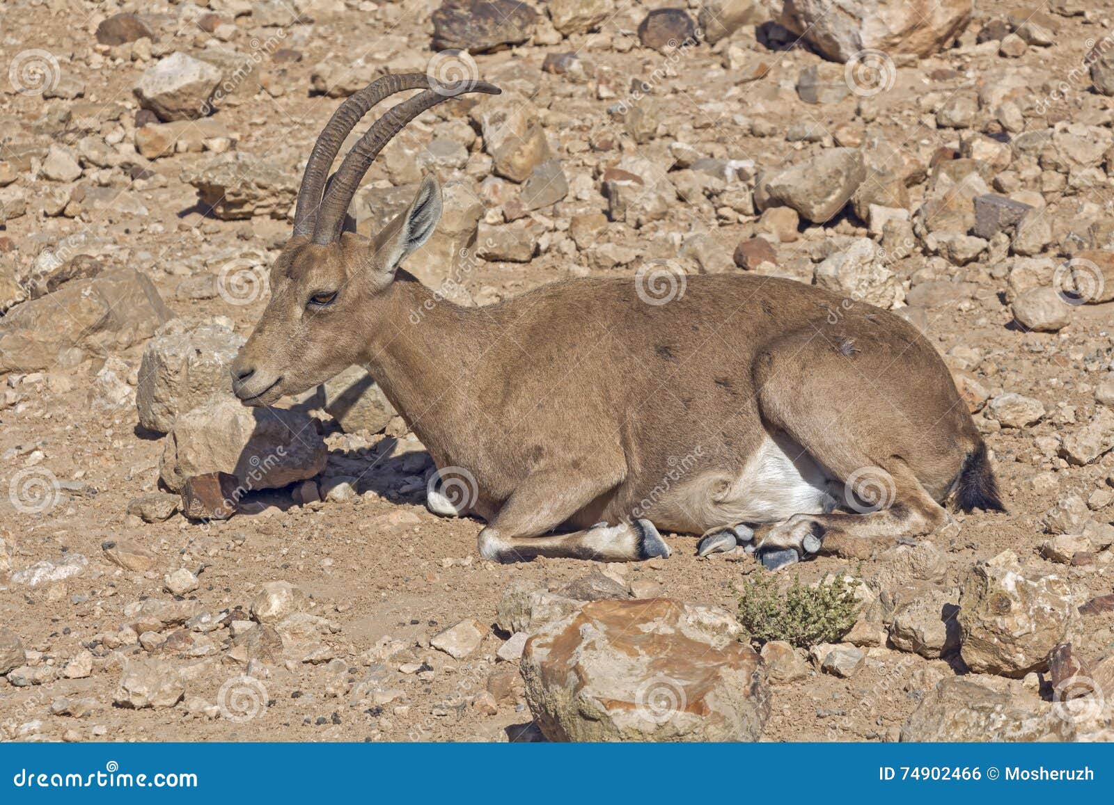 Roe Deer in the Arid Desert. Stock Photo - Image of deer, wildlife ...