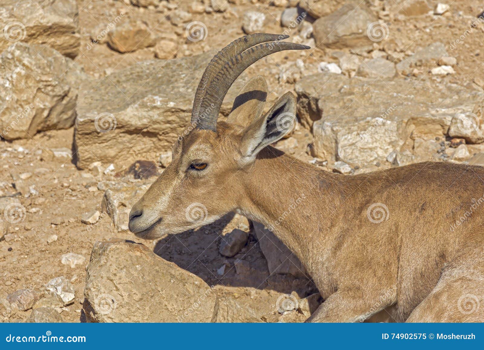Roe Deer in the Arid Desert. Stock Image - Image of israel, outdoor ...