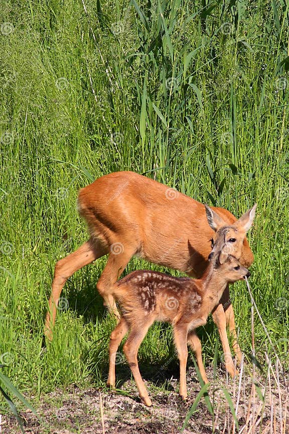 Roe-deer with baby stock image. Image of wood, wildlife - 25366489