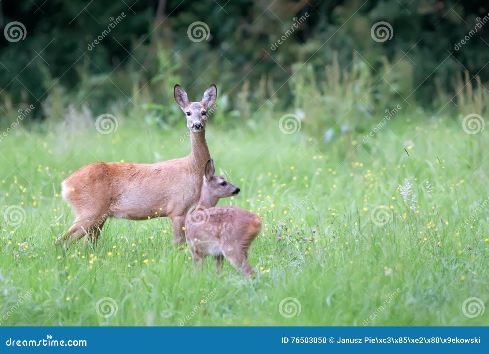 Roe-deer with Baby in a Clearing Stock Photo - Image of wood, glade ...