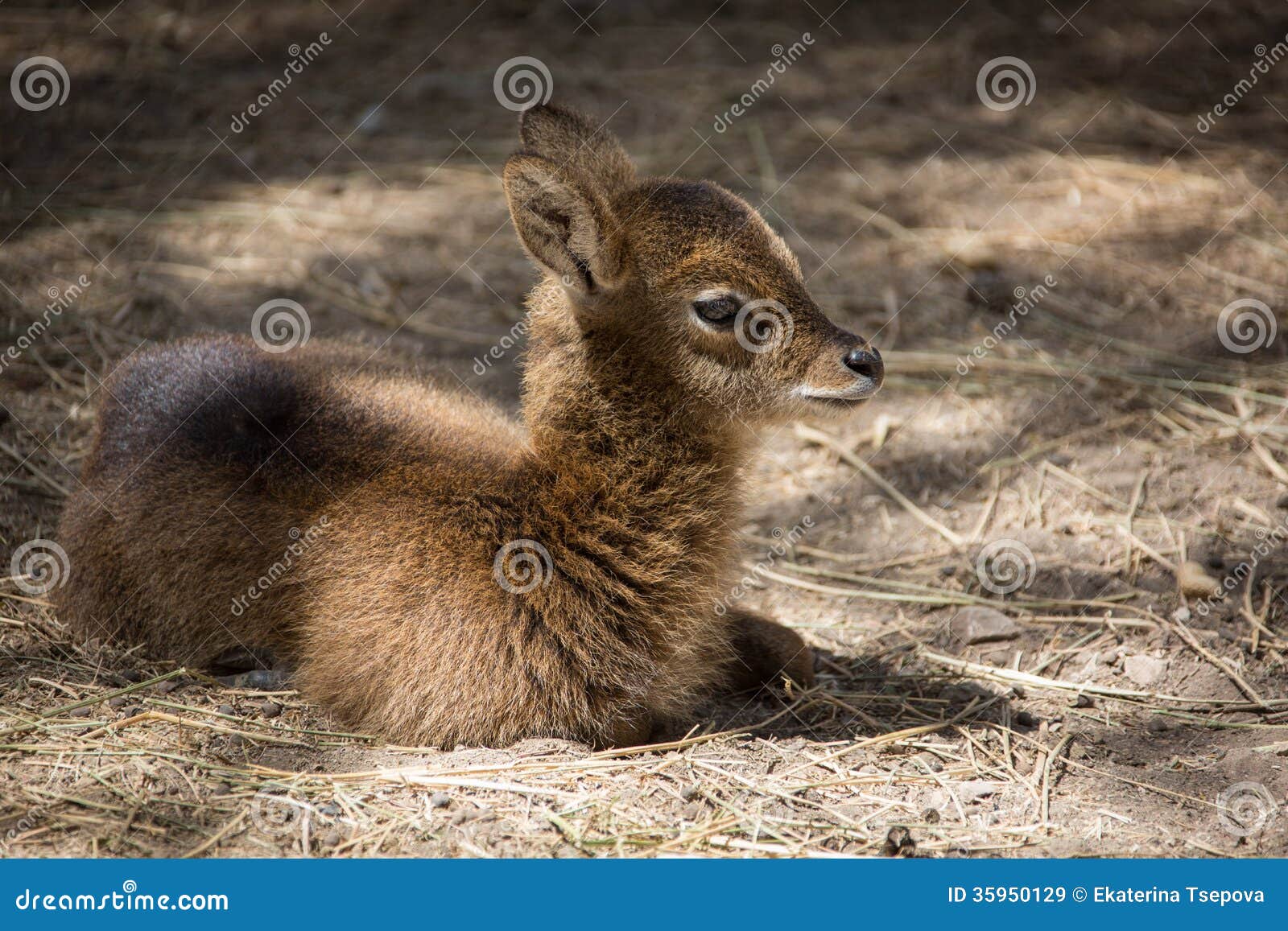Roe deer baby stock image. Image of mammals, pets, baby - 35950129