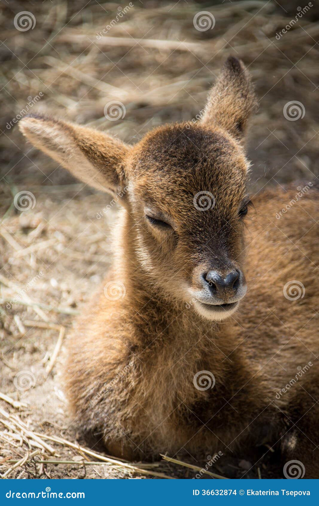 Roe deer baby stock photo. Image of baby, wildlife, fawn - 36632874