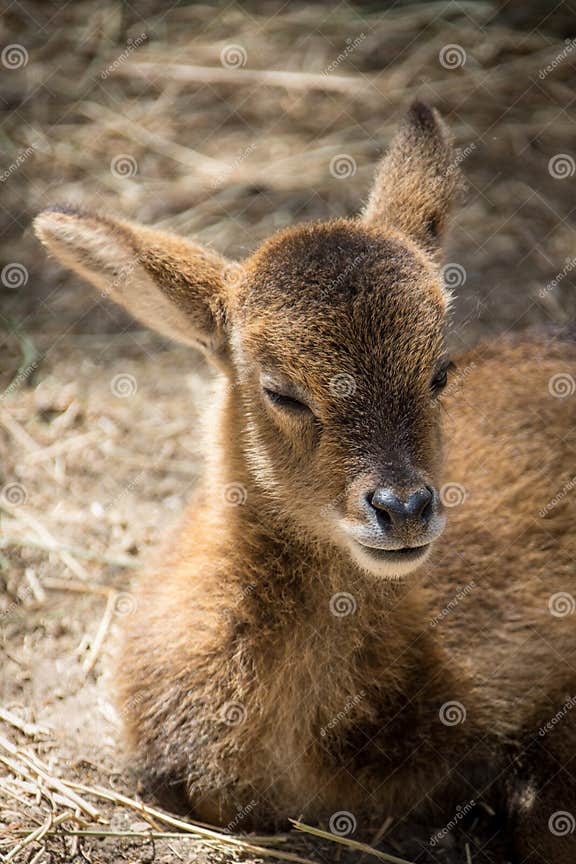 Roe deer baby stock photo. Image of baby, wildlife, fawn - 36632874