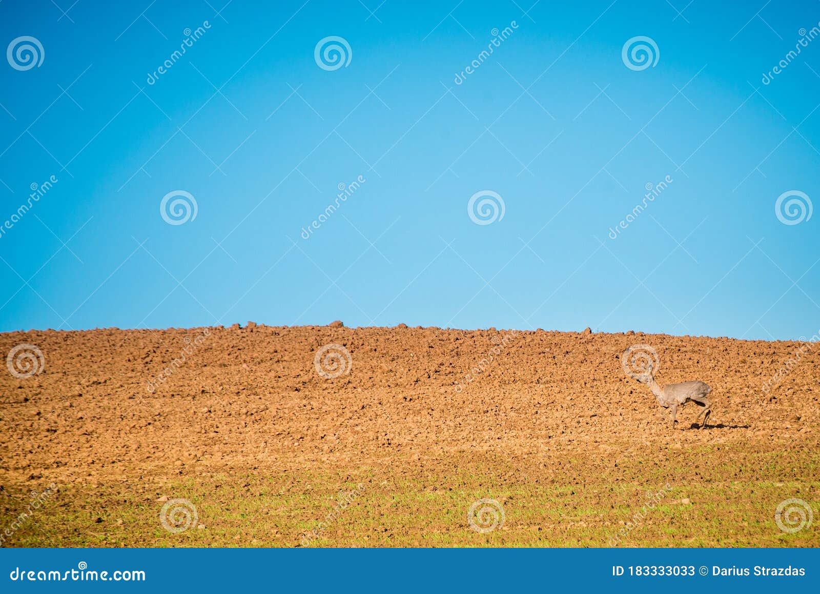 Roe deer, blue sky stock image. Image of herd, forrest - 183333033