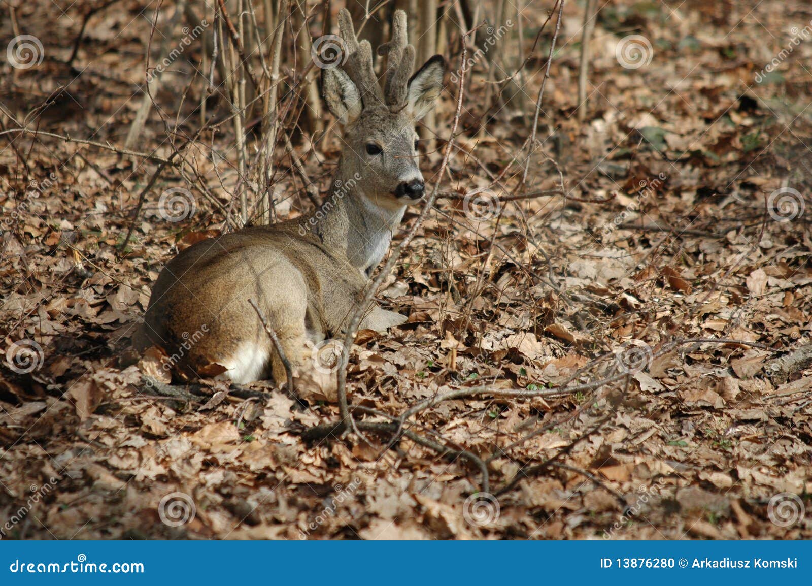 Roe deer buck stock photo. Image of mammal, forest, animal - 13876280