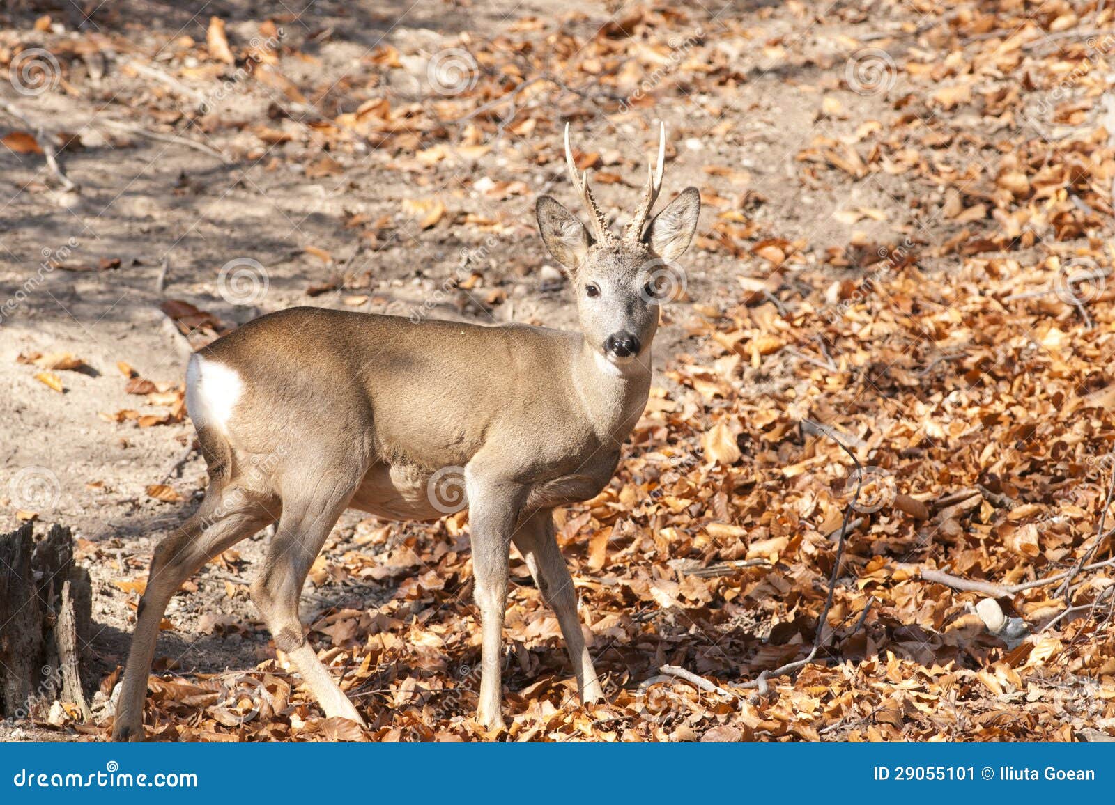 Roe Deer Buck stock image. Image of young, meadow, buck - 29055101