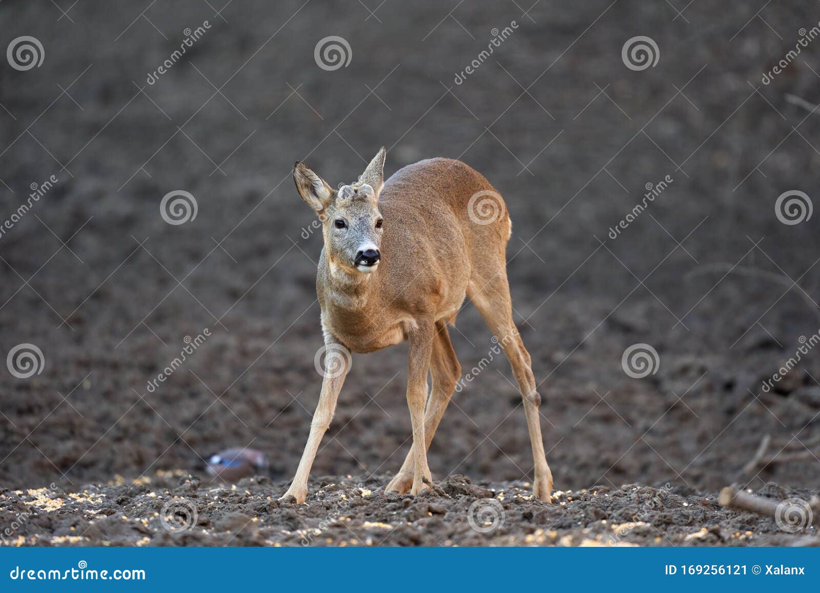 Roe buck in the forest stock image. Image of forest - 169256121