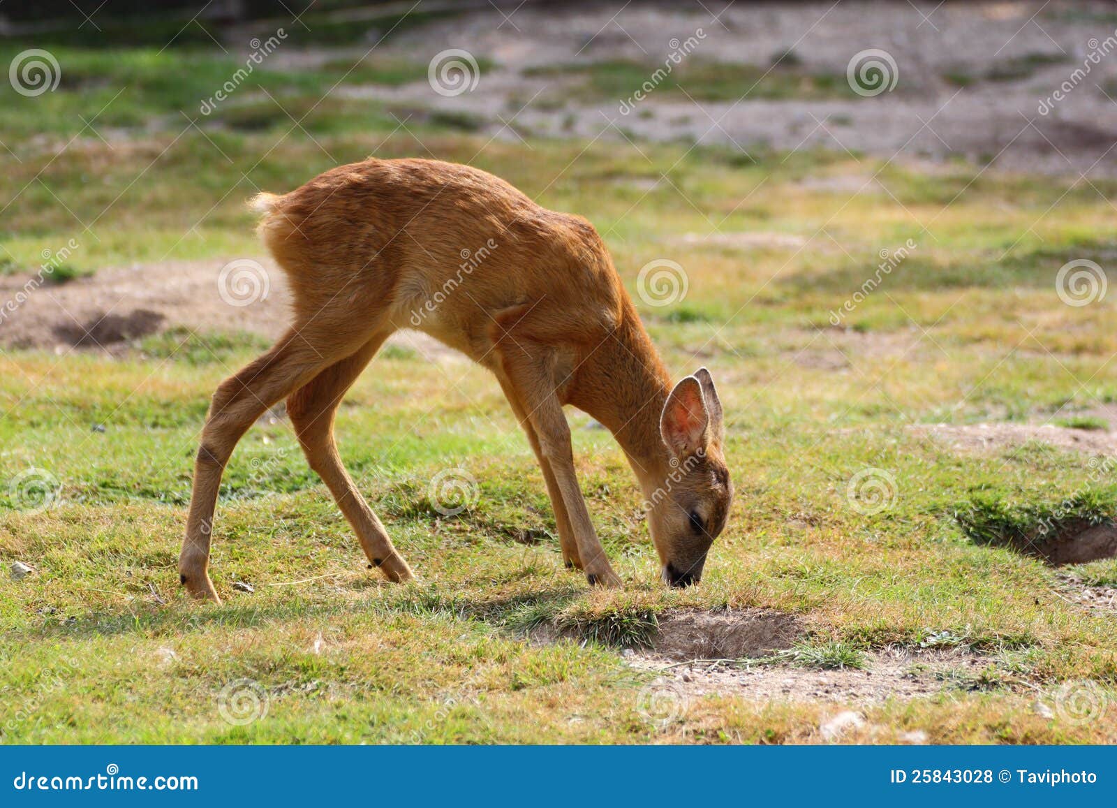 Roe deer calf stock photo. Image of deer, nature, mammal - 25843028