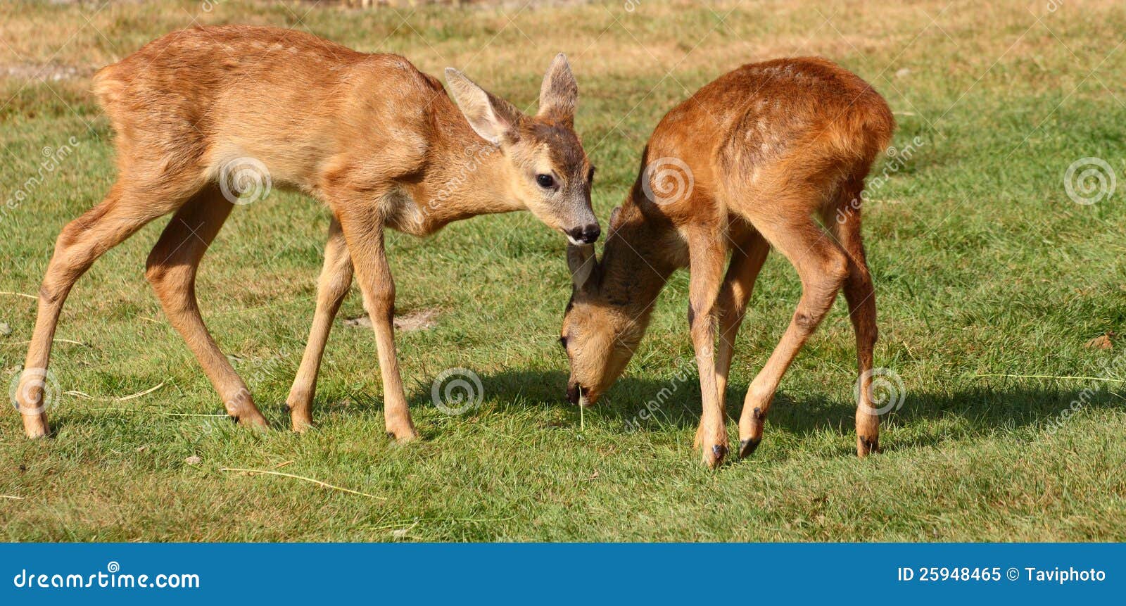 Roe deer calf stock image. Image of nature, brown, tiny - 25948465