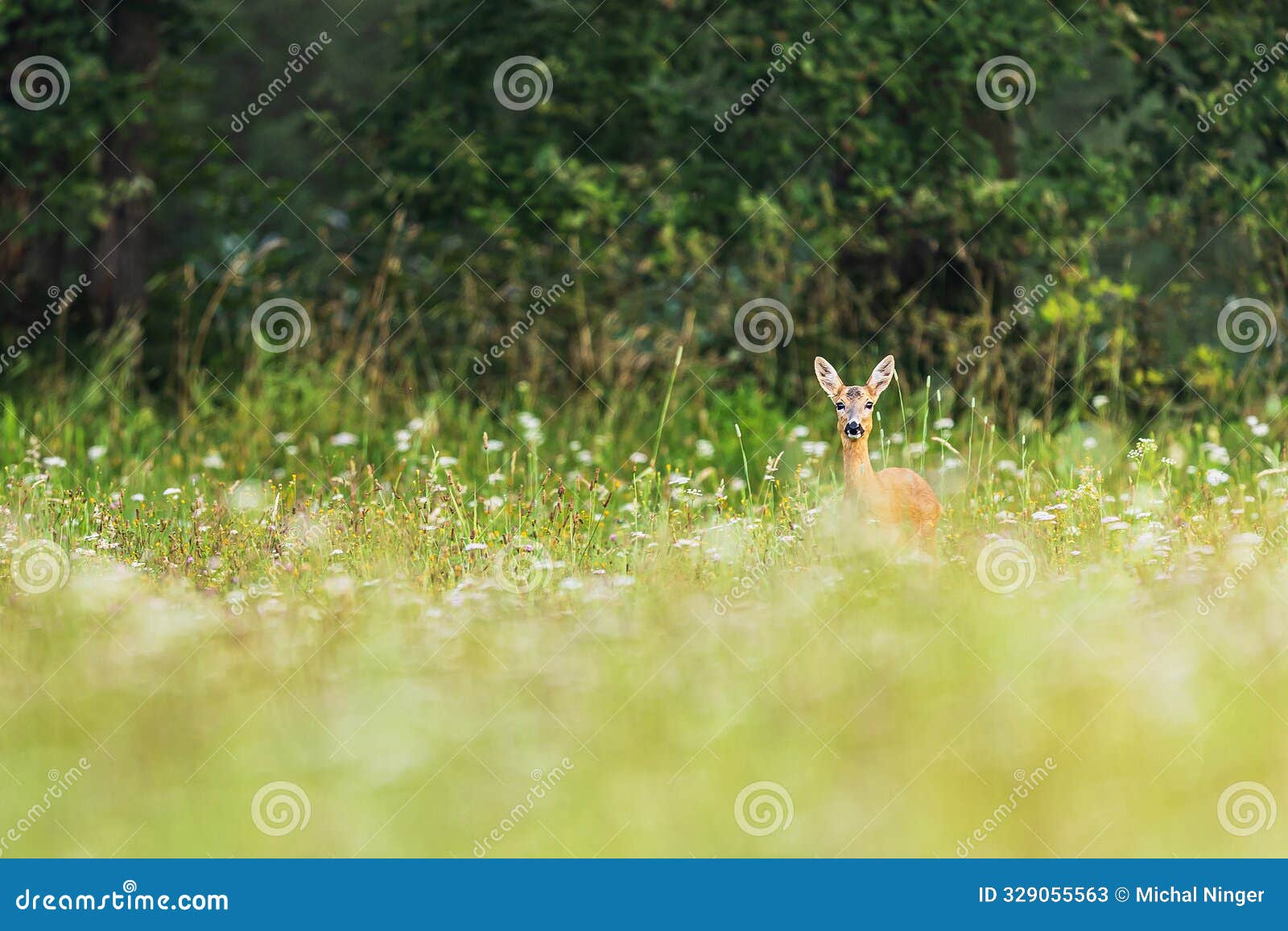 The Roe Deer (Capreolus Capreolus), Also Known As the Roe, Western Roe ...