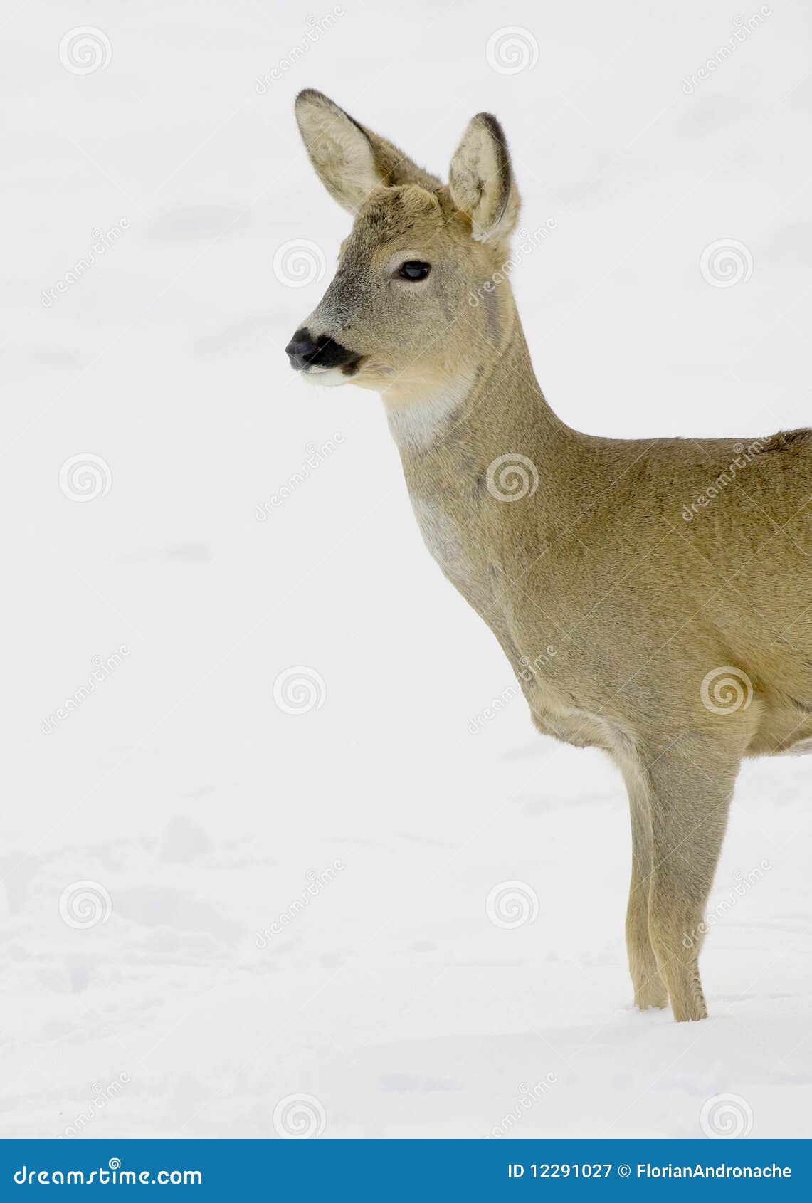 Roe Deer, Capreolus Capreolus, Within A Cutivated Field Feeding On ...