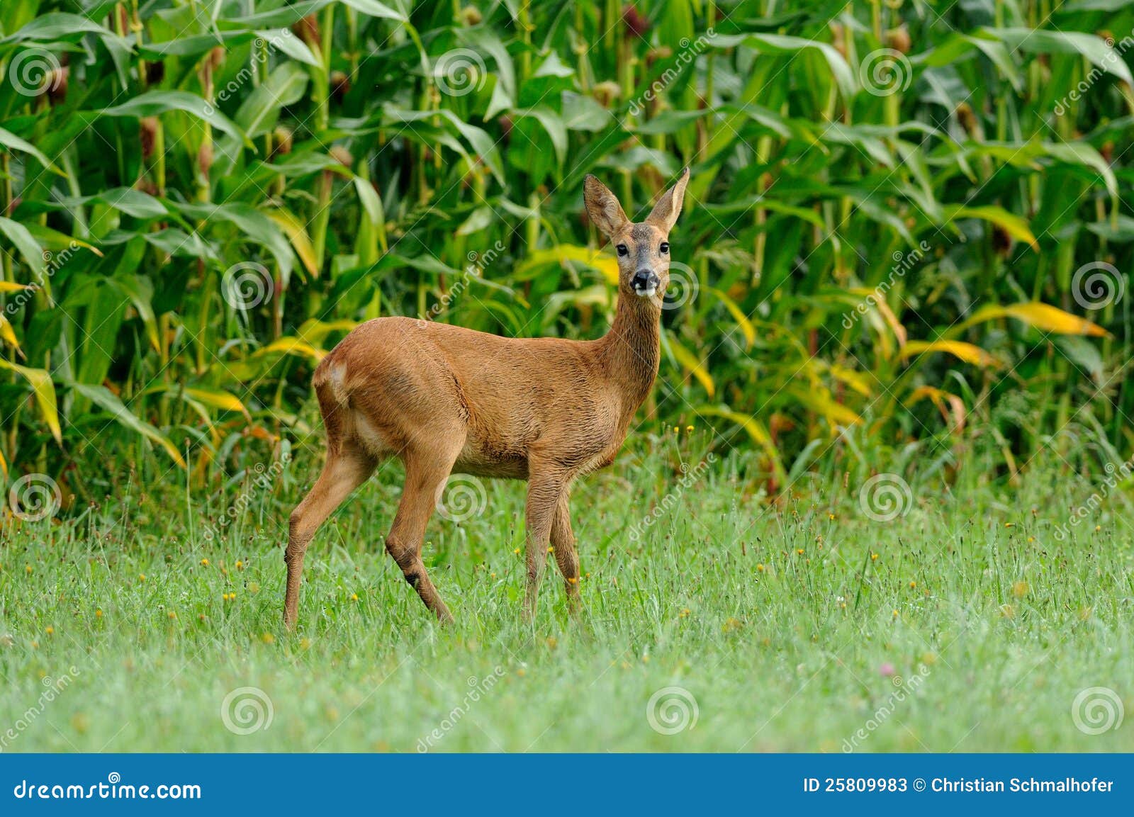 Roe Deer (Capreolus Capreolus) Stock Image - Image of meadow, grass ...
