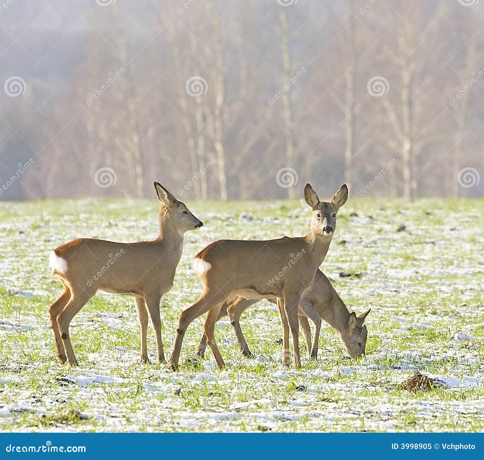 Roe Deer ( Capreolus Capreolus ) Stock Image - Image of beast, forest ...