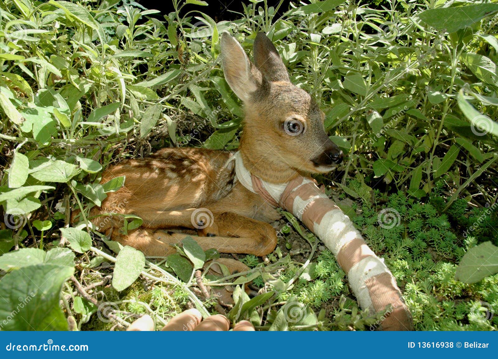 Roe Deer (Capreolus Capreolus) with Broken Leg Stock Photo - Image of ...