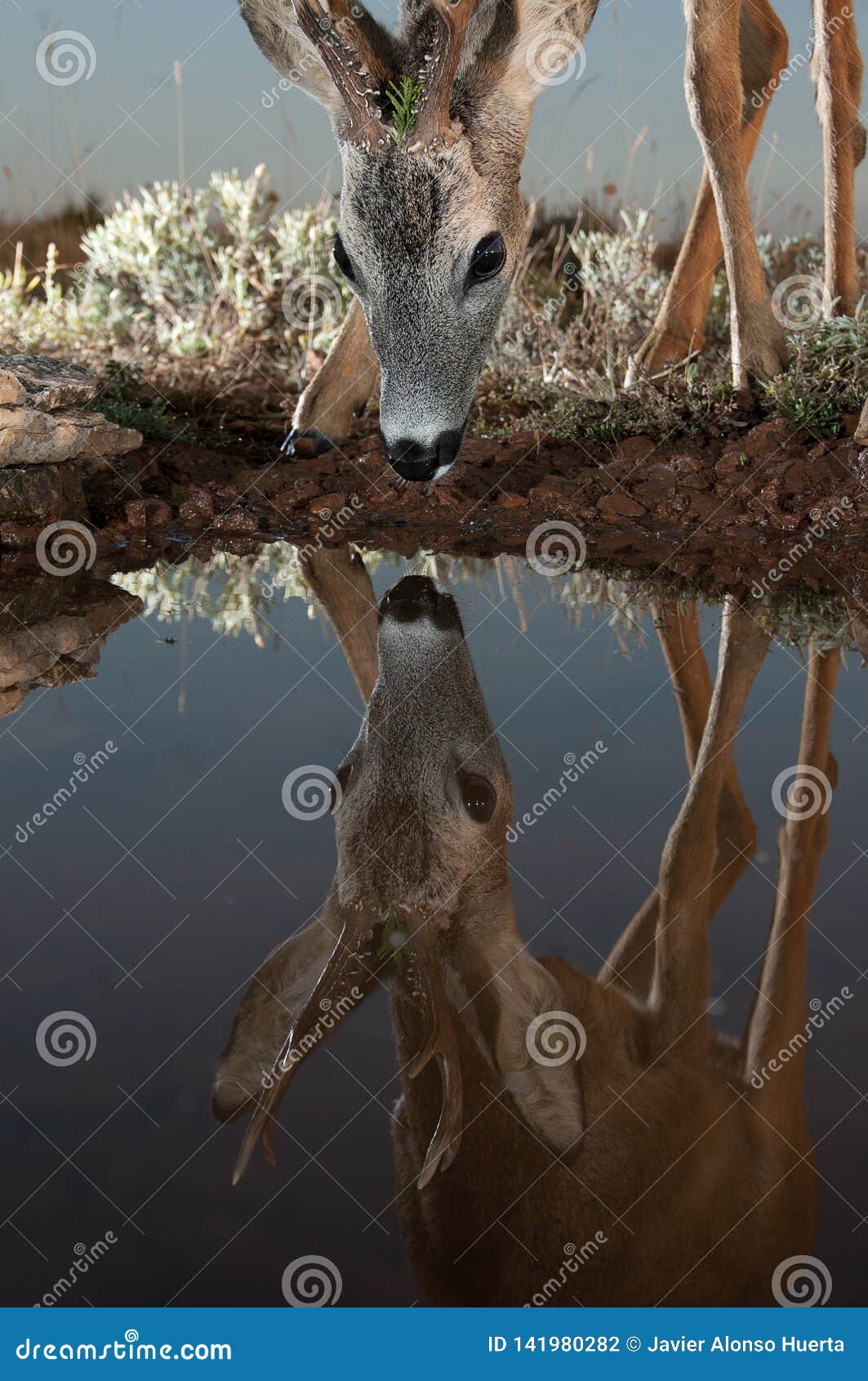 Roe Deer, Capreolus Capreolus, Drinking Water with Reflection Stock ...