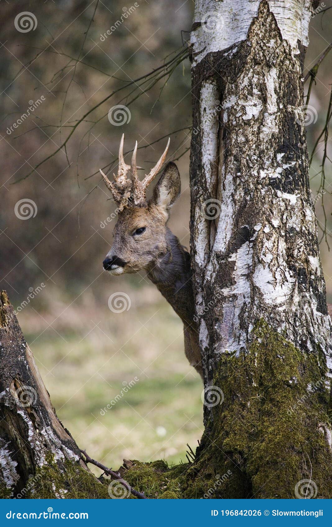 Roe Deer, Capreolus Capreolus, Male Hidden Behind Tree Trunk, Normandy ...