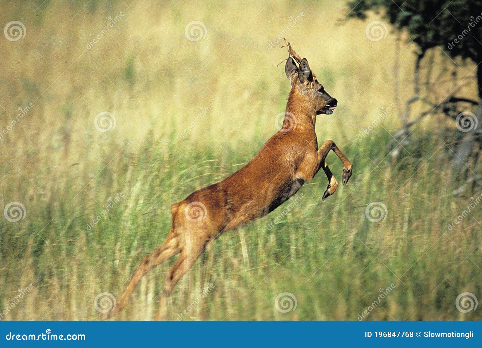 Roe Deer, Capreolus Capreolus, Male Leaping Stock Photo - Image of ...
