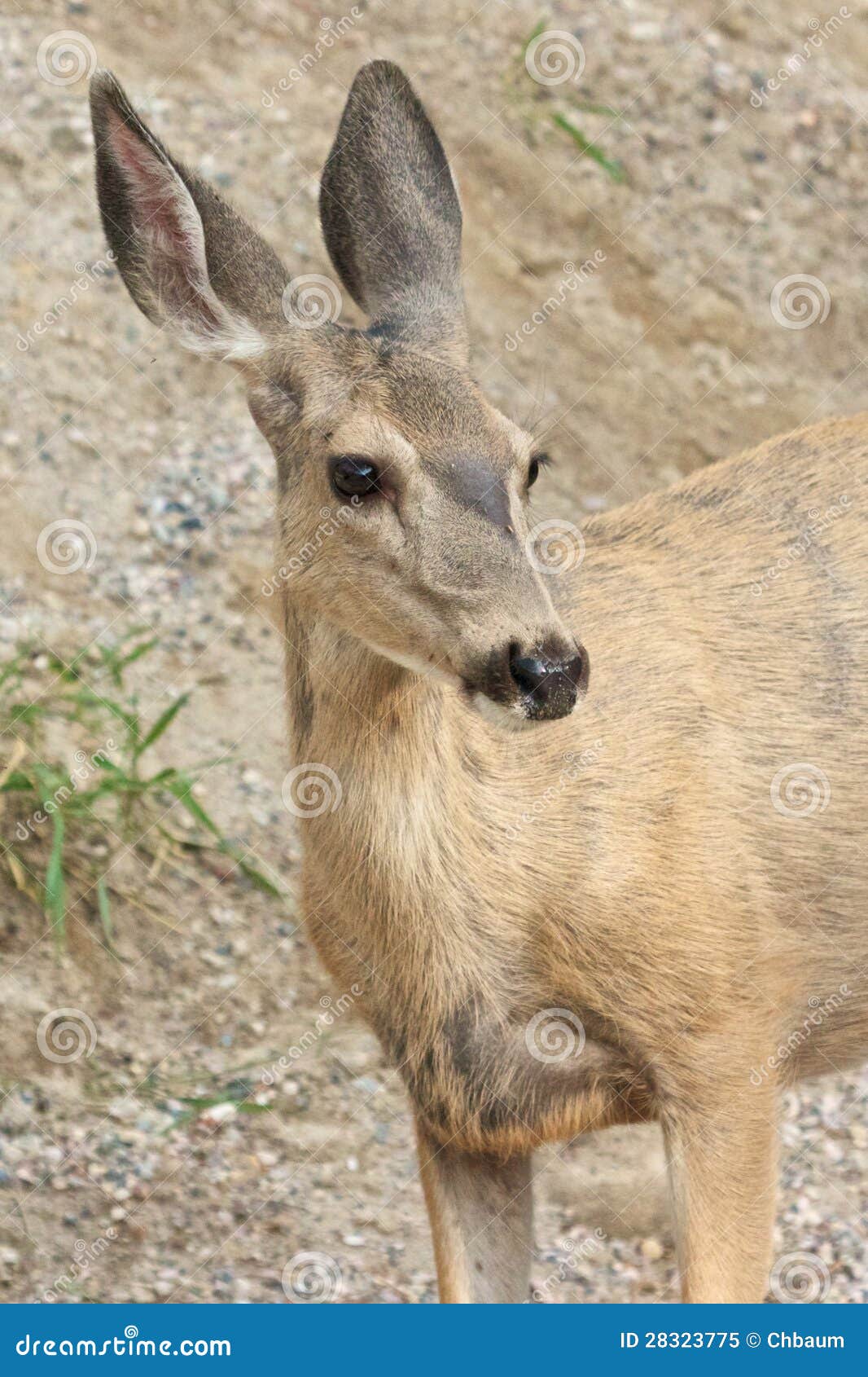 Roe Deer closeup stock image. Image of hair, alberta - 28323775