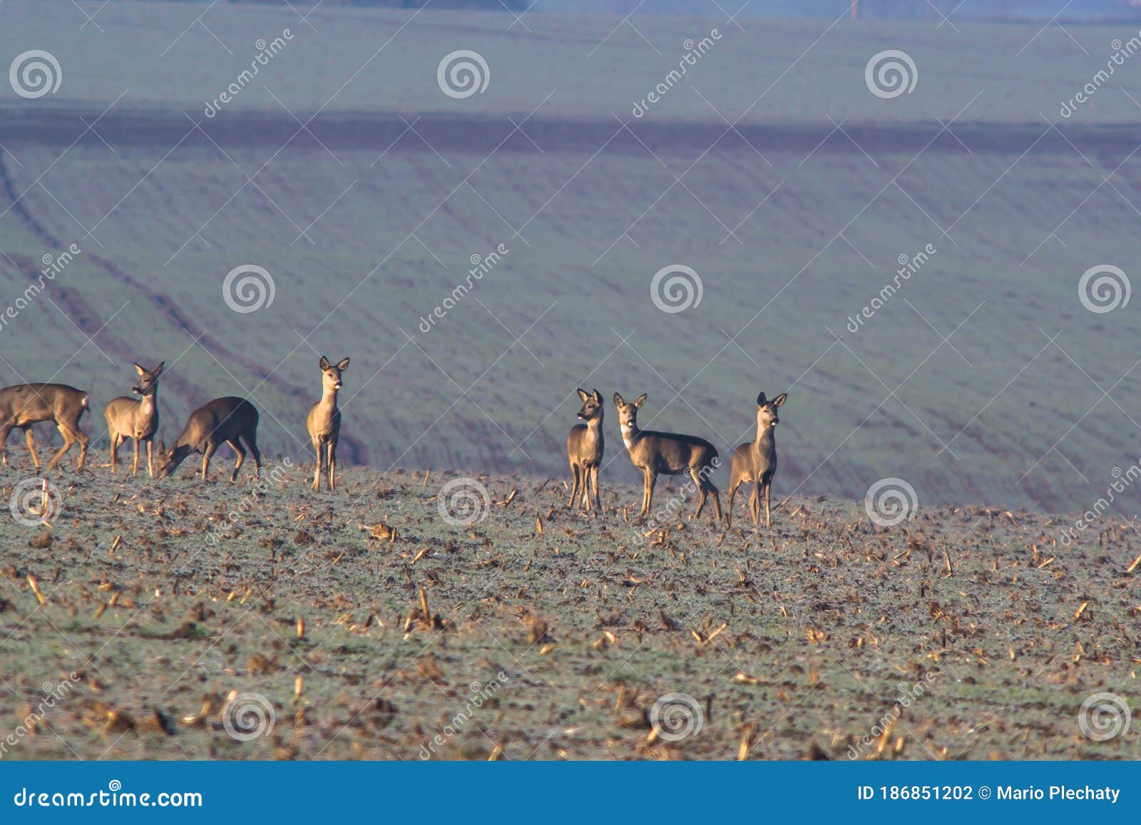 Roe Deer at Corn Field in the Wild Nature Stock Photo - Image of eyes ...