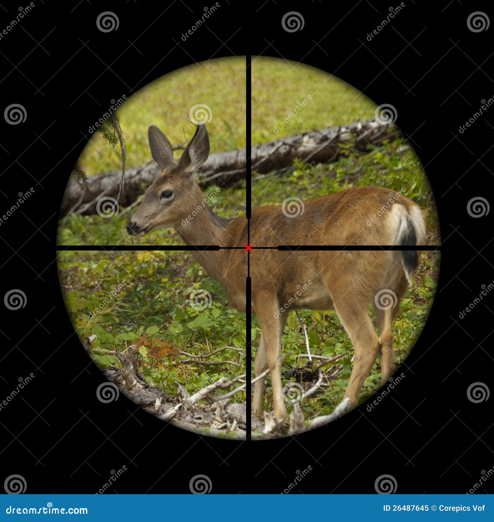 Roe deer in crosshairs stock image. Image of shoulder - 26487645