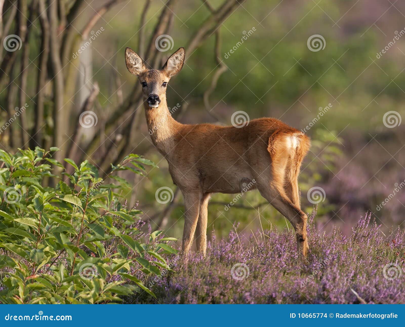 Roe deer doe stock photo. Image of antler, ears, deer - 10665774