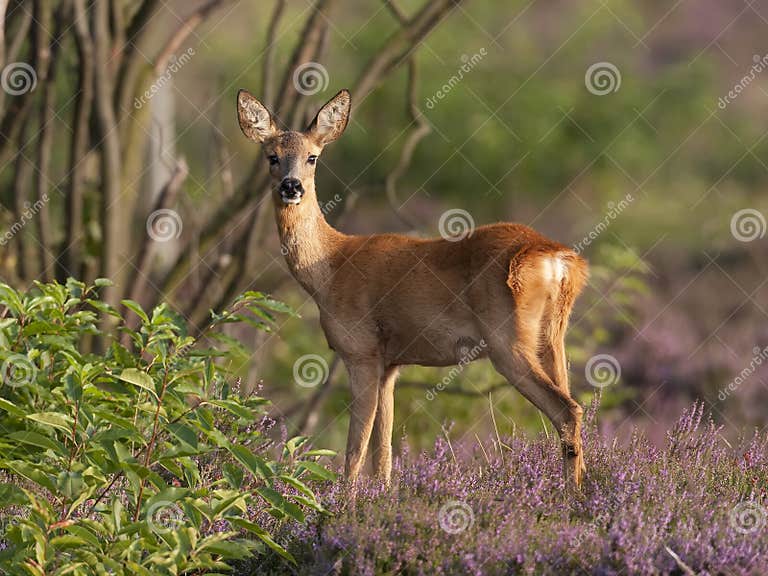 Roe deer doe stock photo. Image of antler, ears, deer - 10665774