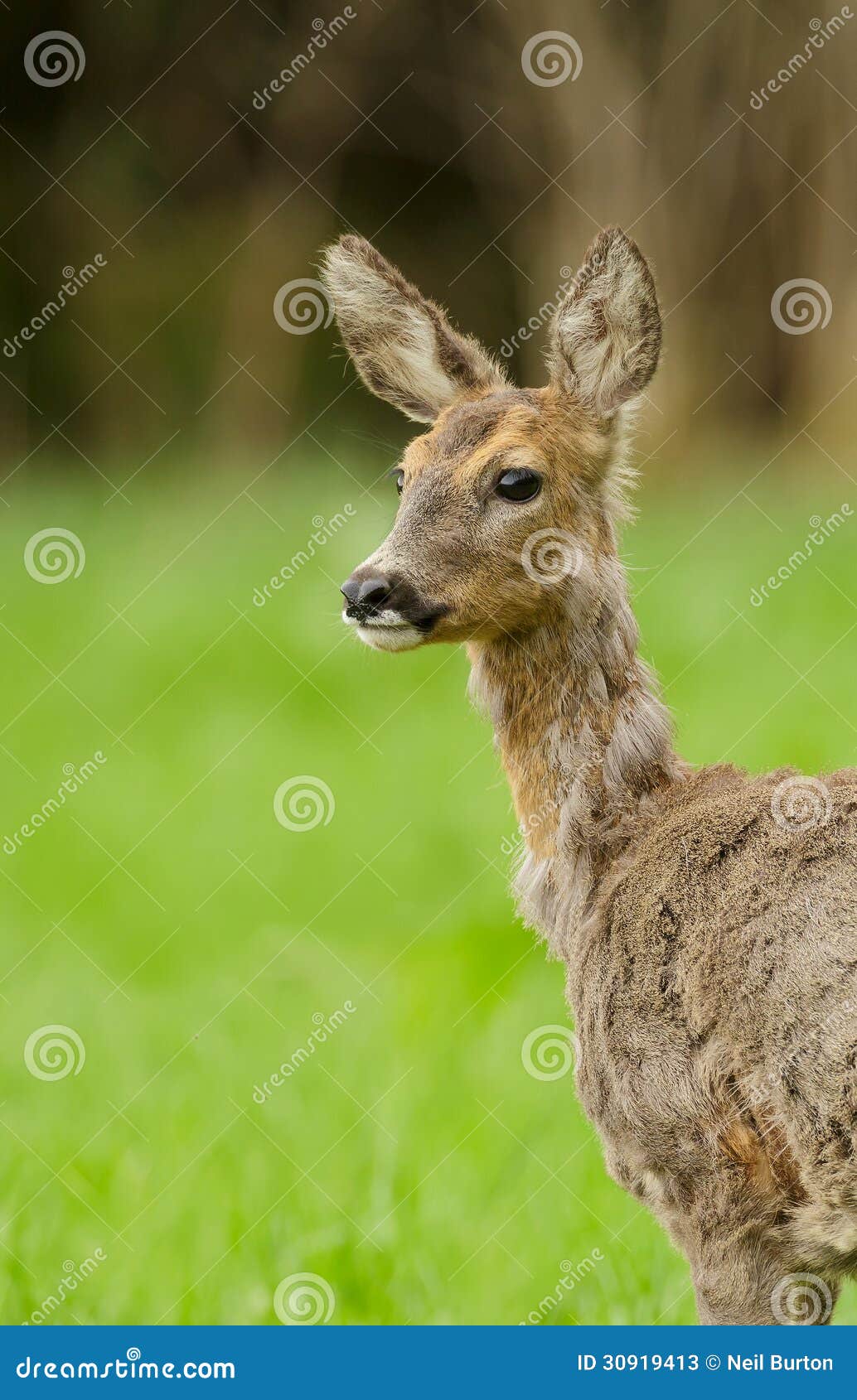 Roe deer doe close up stock image. Image of moulting - 30919413