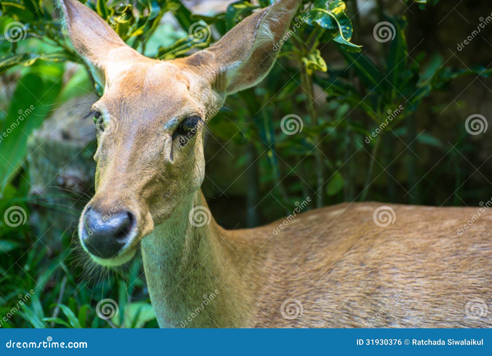 Roe deer doe stock photo. Image of dotted, safari, mammal - 31930376